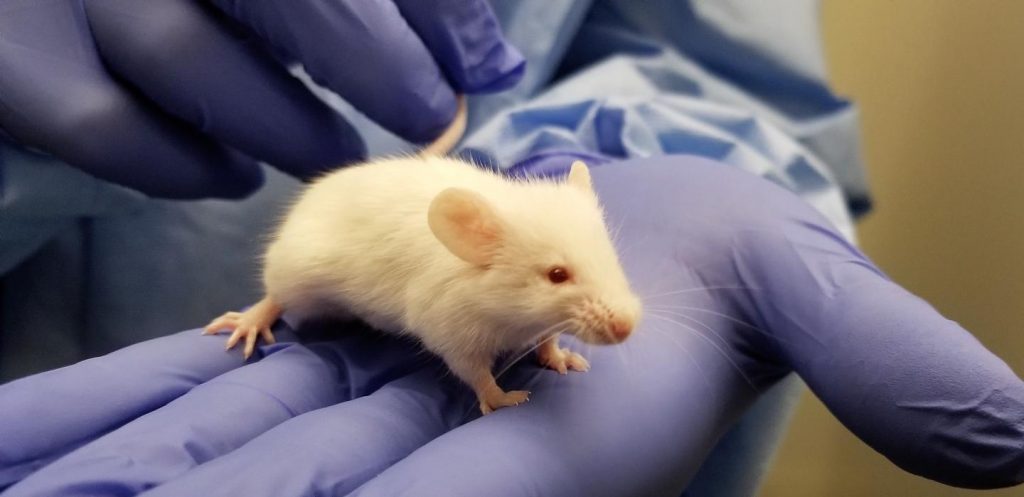 FDA Paid for Human Fetal Parts for Use In ‘Humanized Mice’ Creation ...